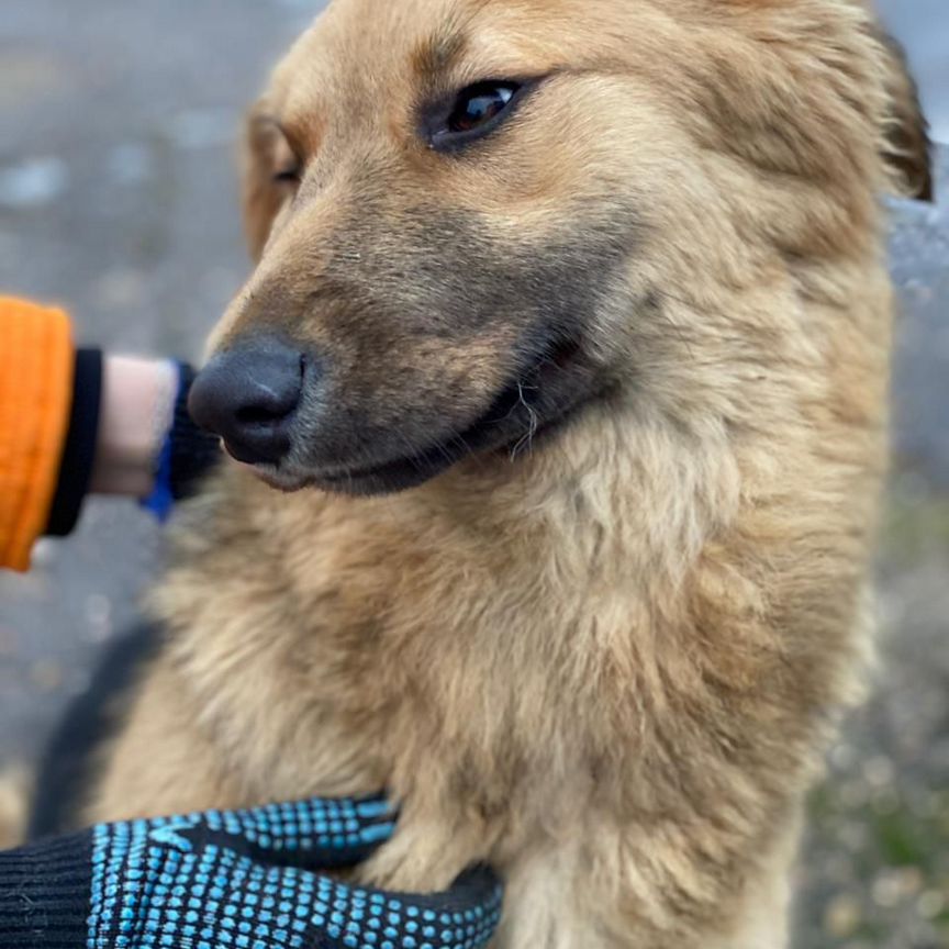 Собака в добрые руки