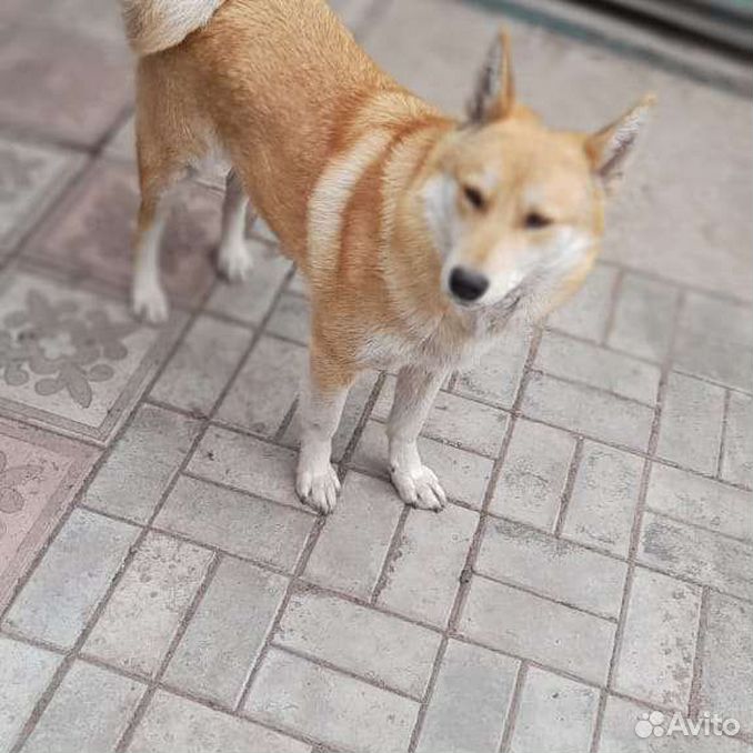 Собака охотничья, Лайка