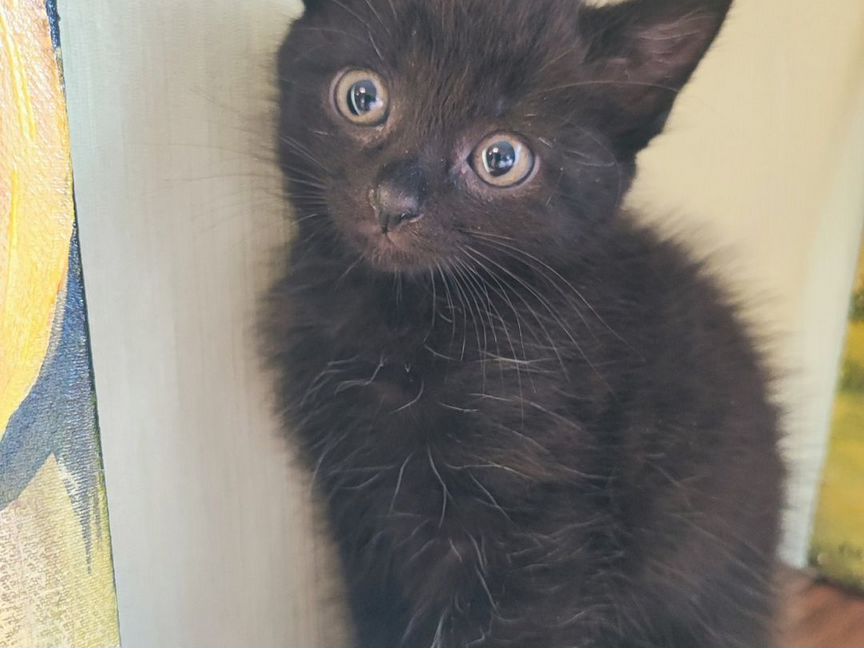 Король ночи Диего 1.5 мес