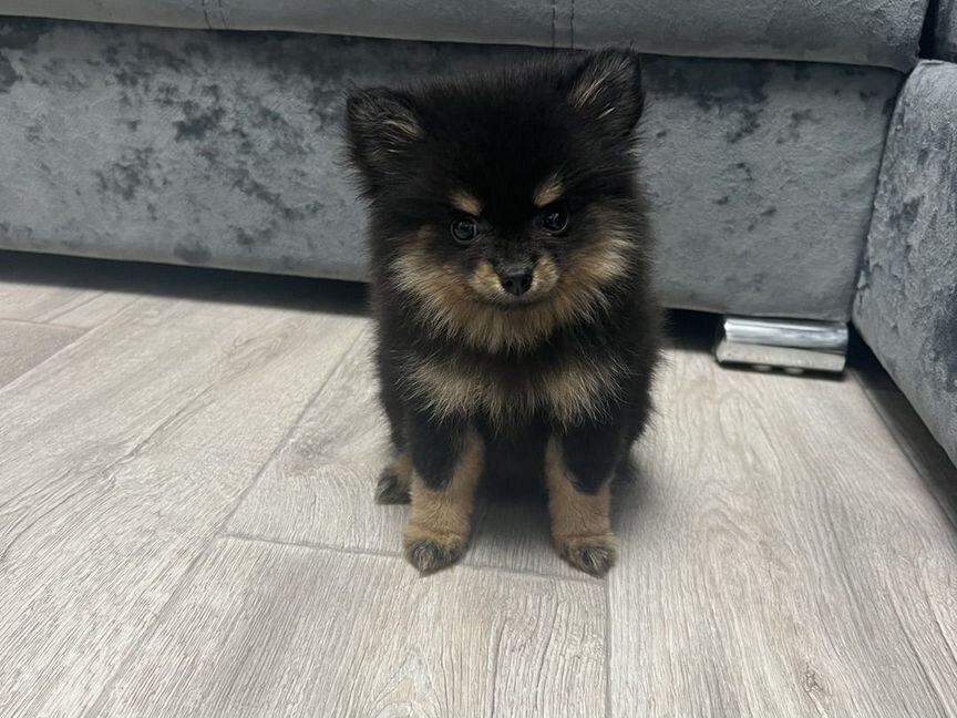 Щенки шпица