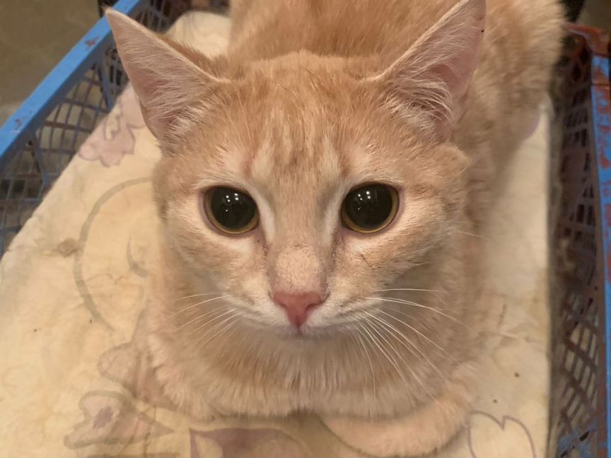 Кошка Лорочка в добрые руки