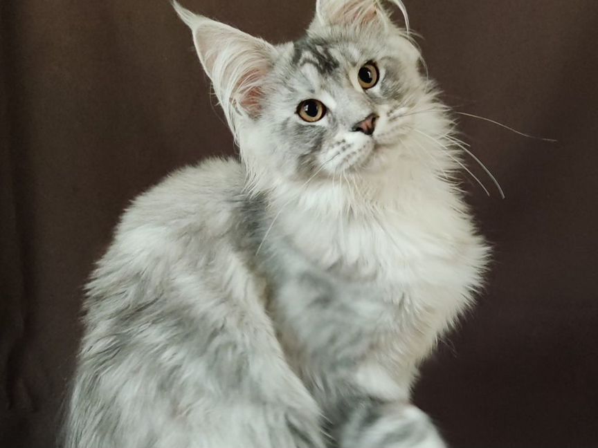 Котята мейн кун серебрянные и черный дым