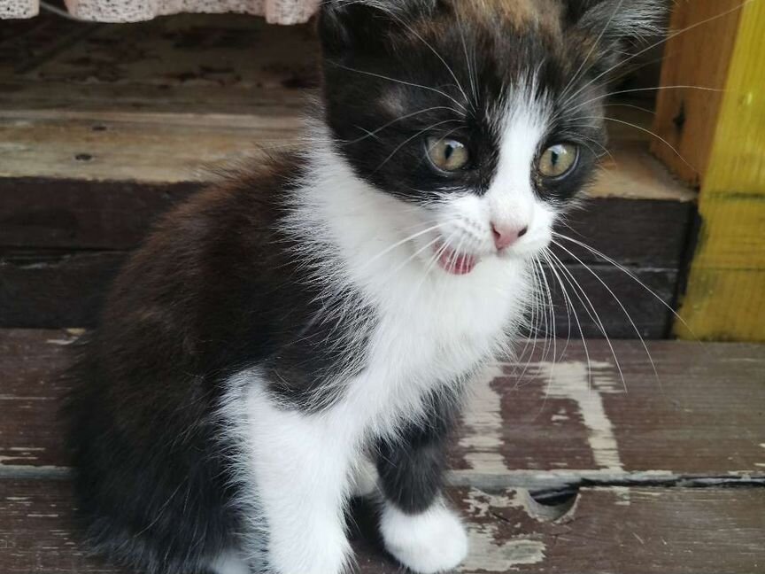 Котенок в дар бесплатно