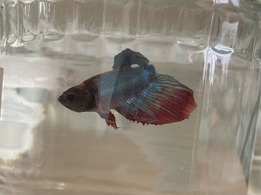 Рыбка петушок (бесплатно )