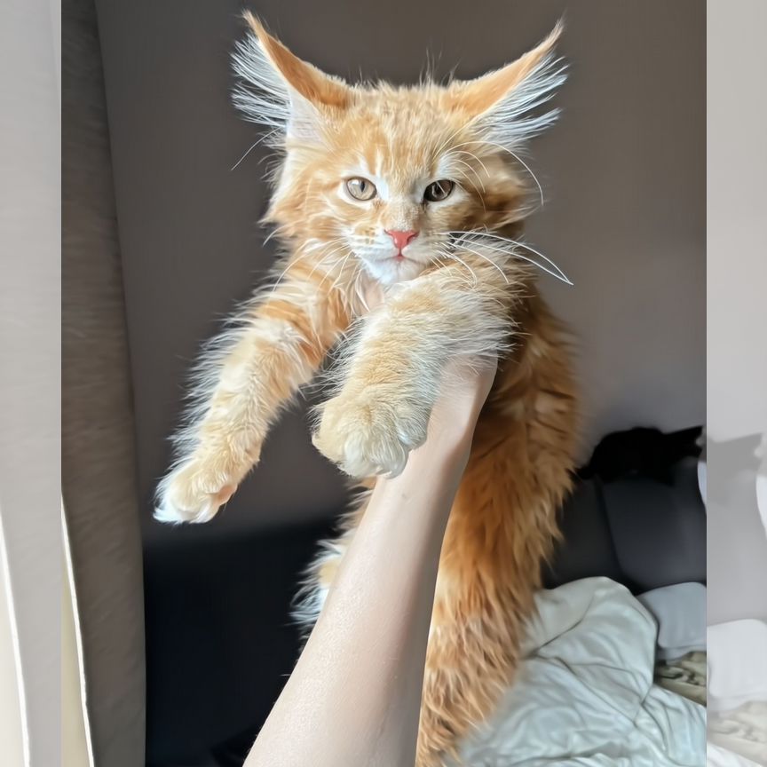 Мейн-кун котёнок