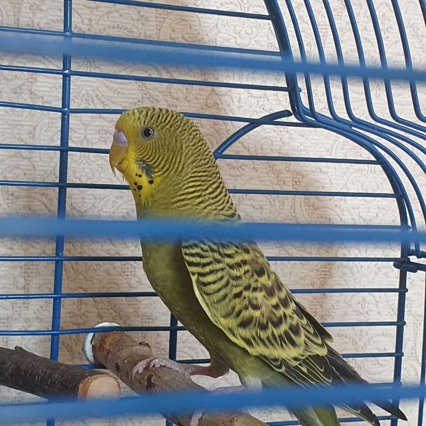 Волнистый попугай