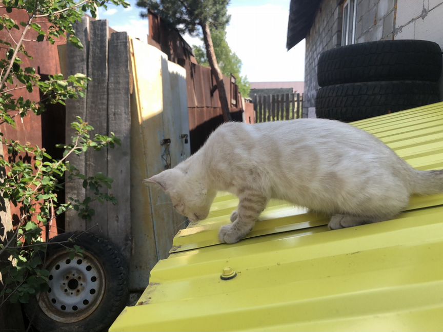 Снежные бенгалы