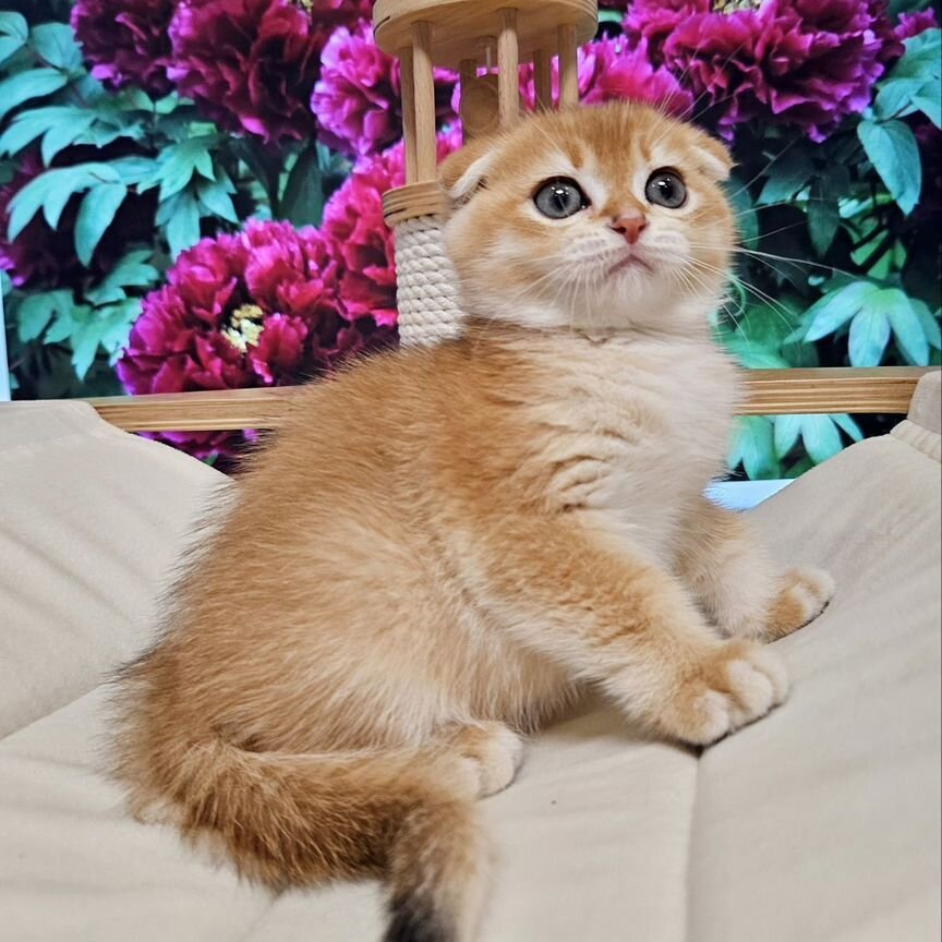 Мальчик фолд