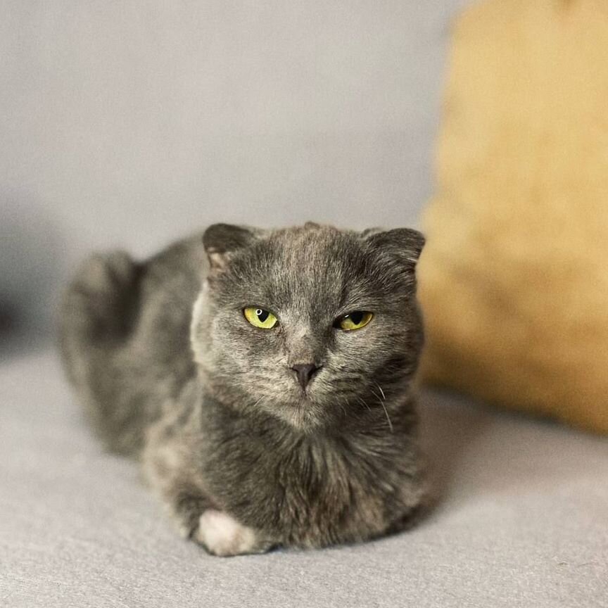Карликовый котенок вислоухий шотландский