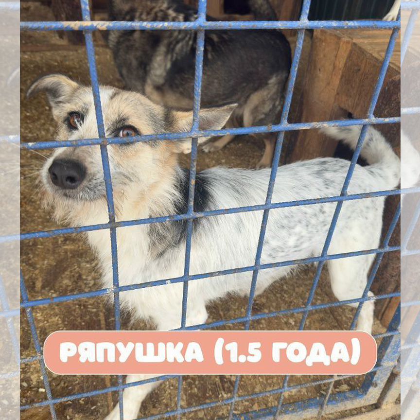 Взрослая собака в добрые руки