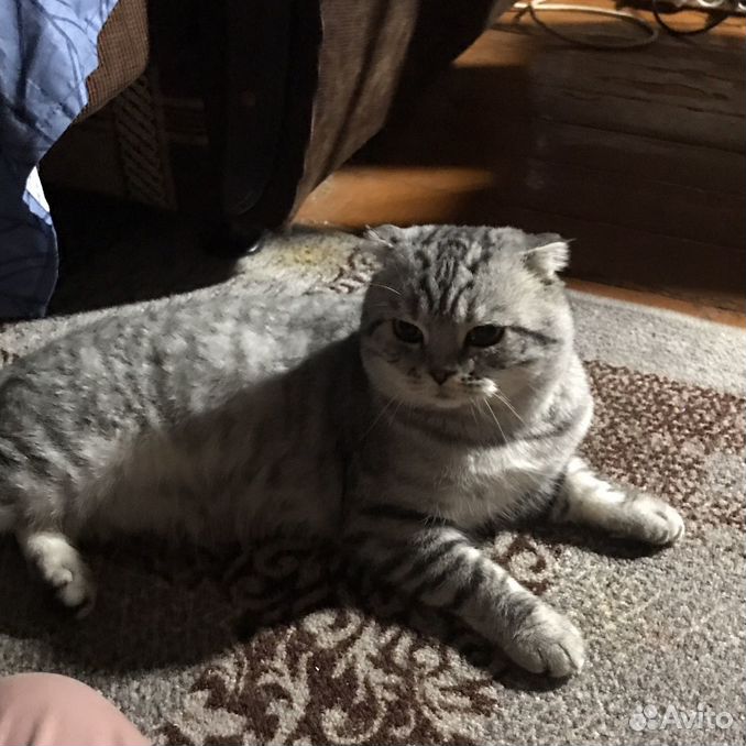 Шатланские вислоухий кот