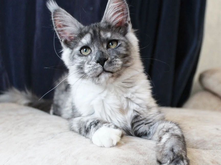 Мейн-кун девочка дымная