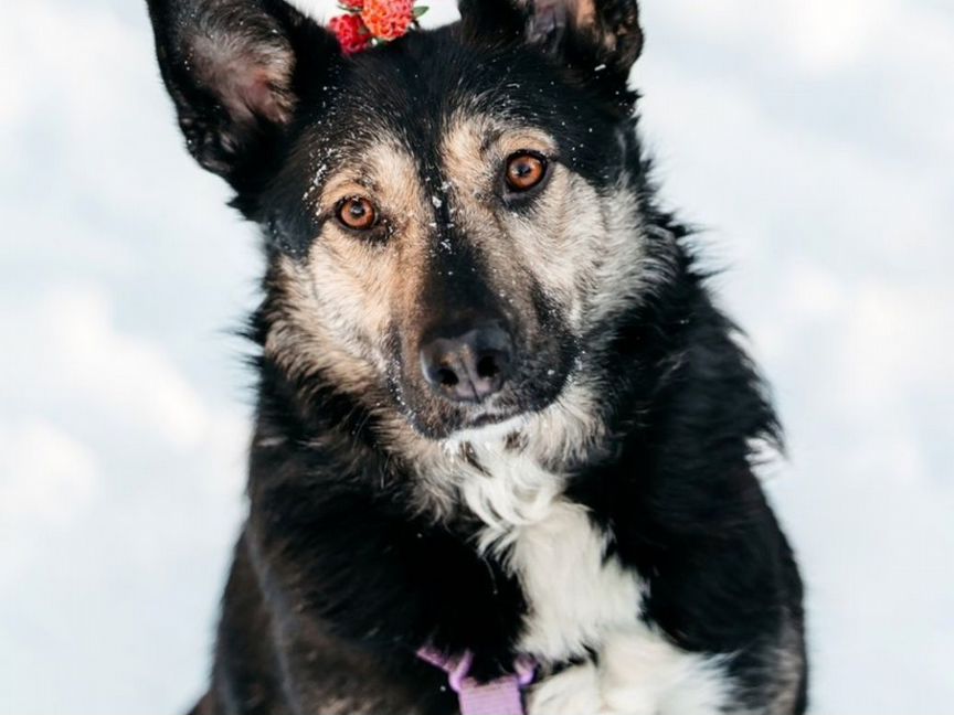 Собака в добрые руки отдам бесплатно