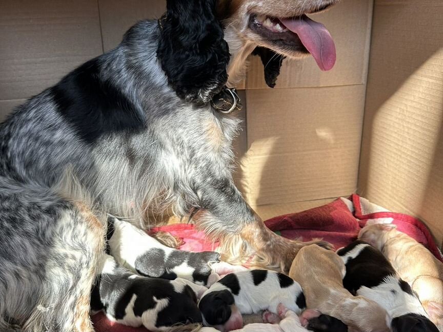 Щенки кокер спаниеля