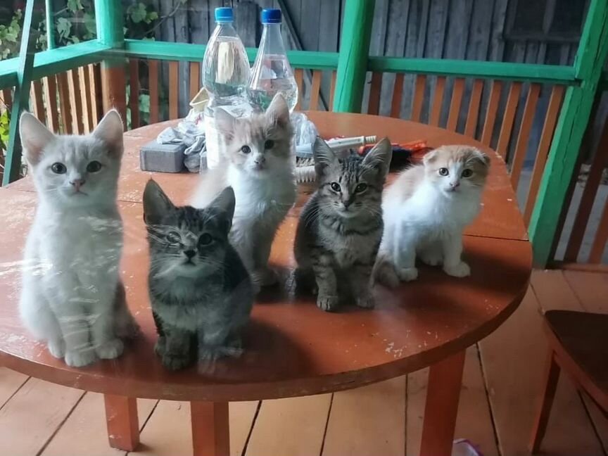 Котята в добрые руки