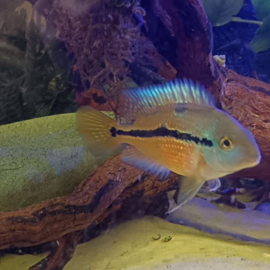 Цихлазома никарагуанская