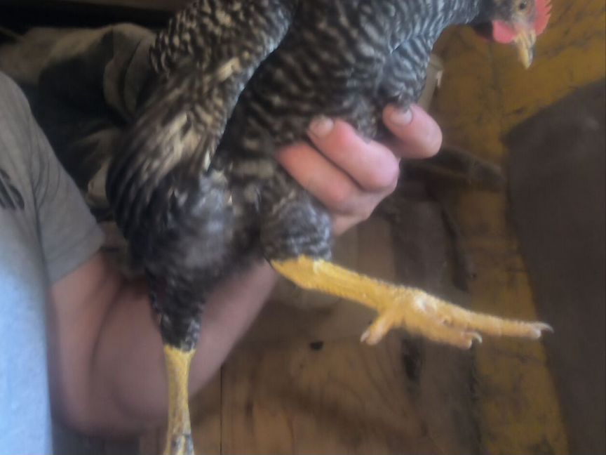 Молодые петухи