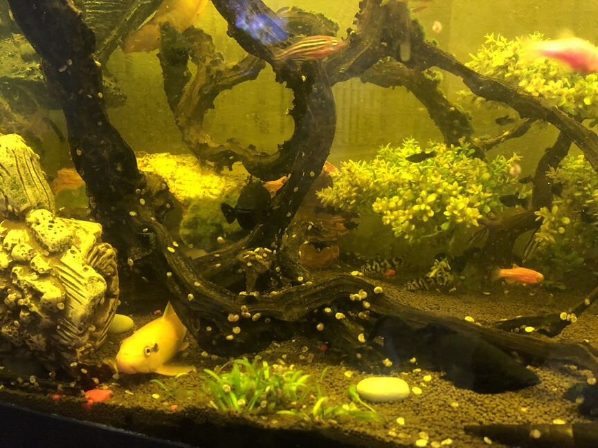 Геринохейлус, моллинезия чёрная