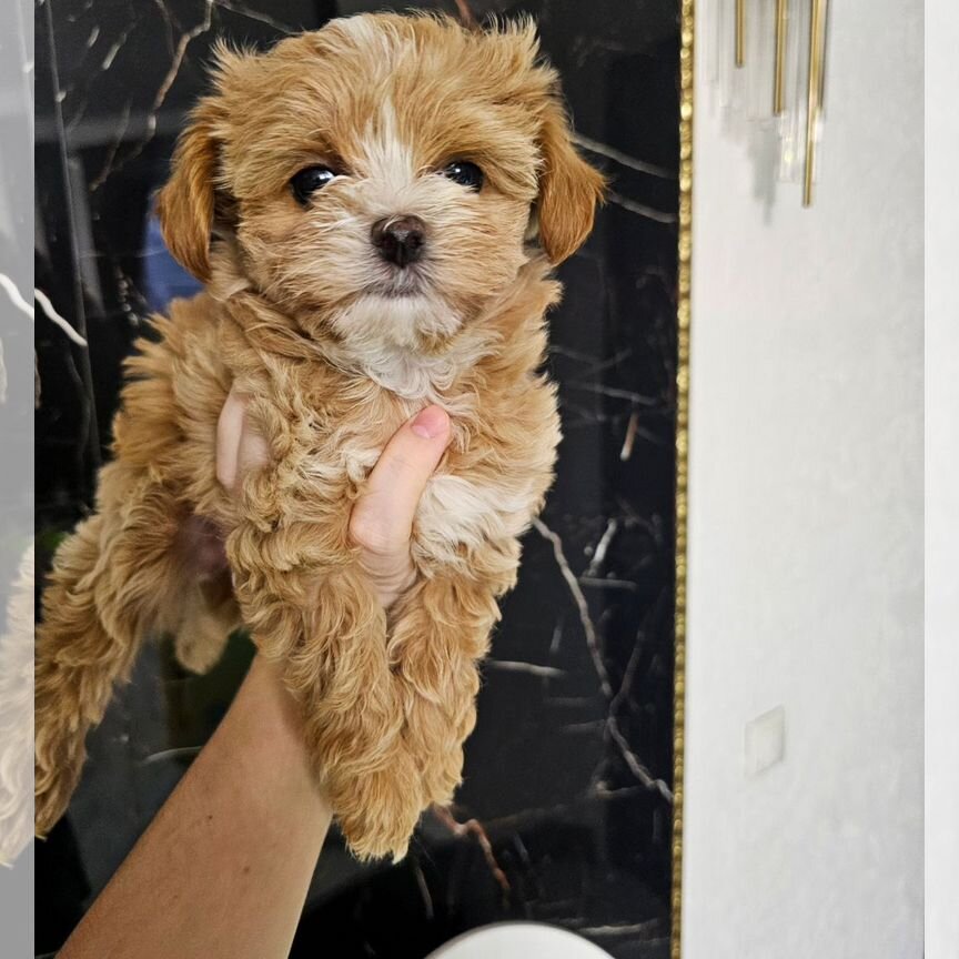 Мальтипу Ф1 Девочка Корея Китай