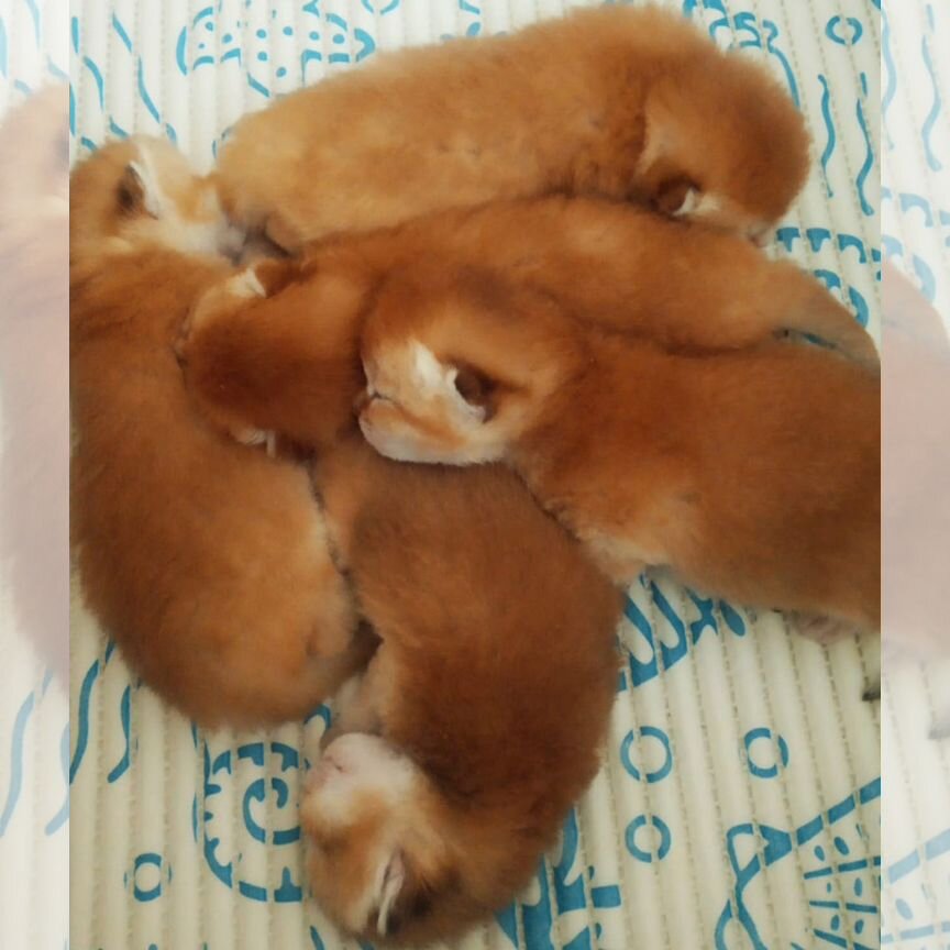 Британский короткошёрстный котёнок