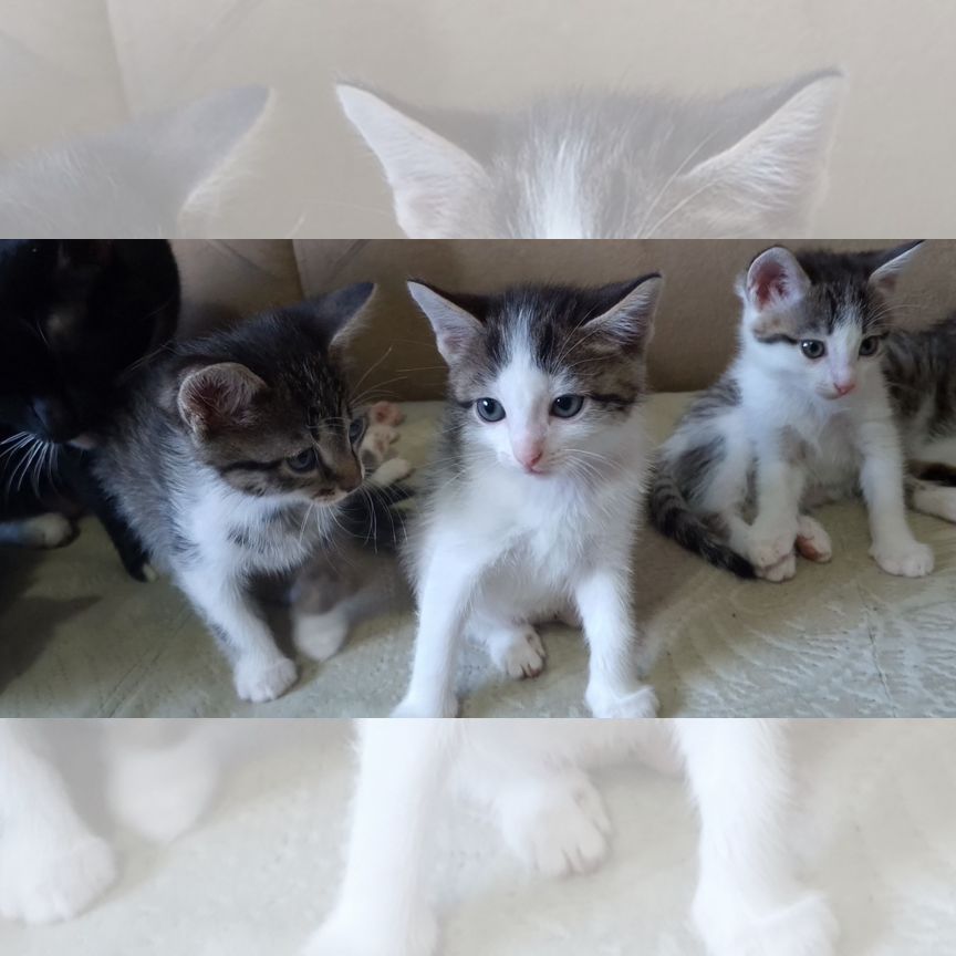 Котёнок в добрые руки