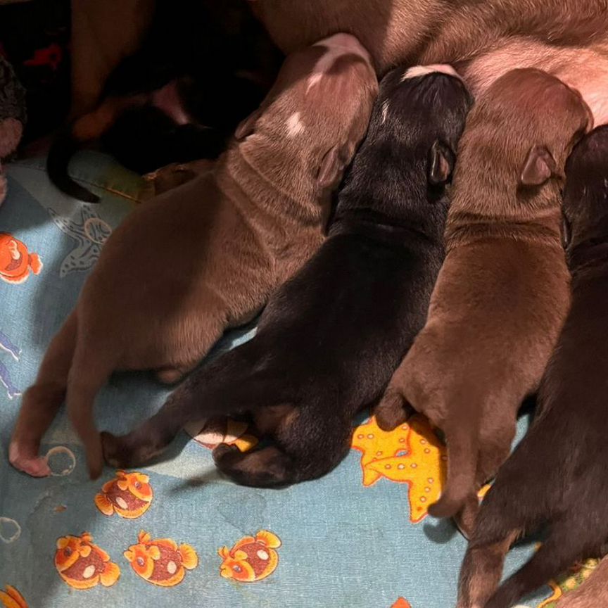 Американский булли покет щенки