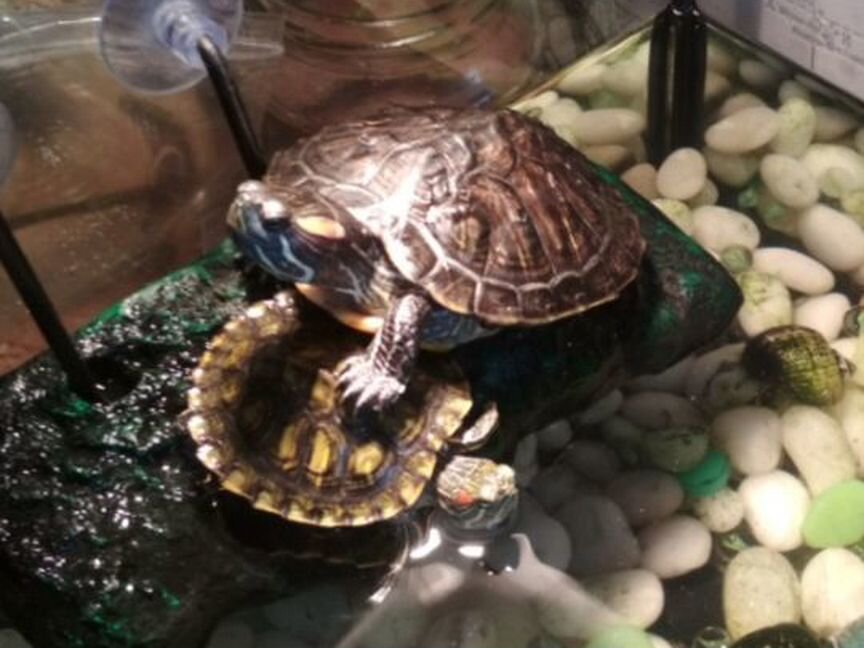 Островок для черепашки