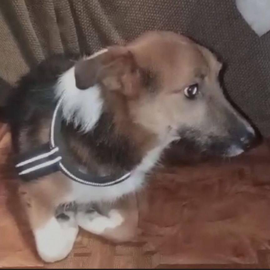 Собачка в добрые руки бесплатно