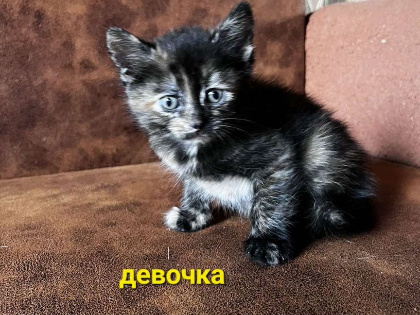 Малыши котята ищут дом
