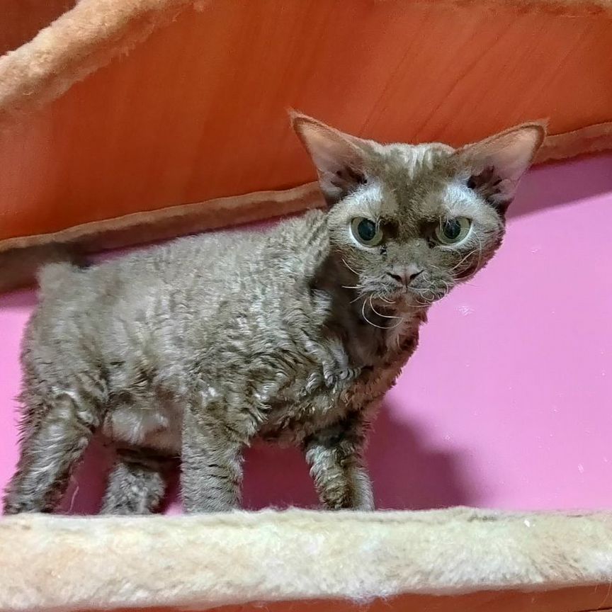 Девон-рекс, взрослая кошка