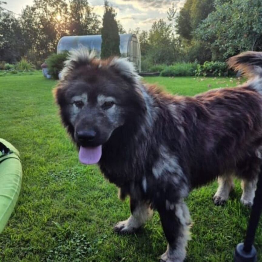 Ищем надежного хозяина