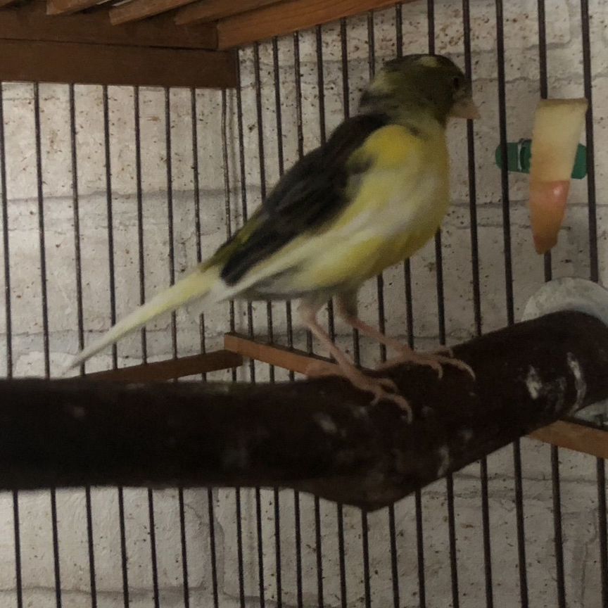 Канарейка самка