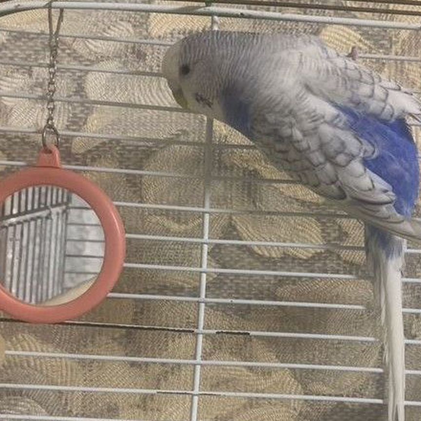 Волнистый попугай