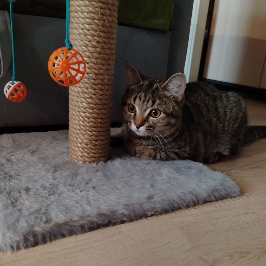 Шотландский вислоухий короткошёрстный котёнок