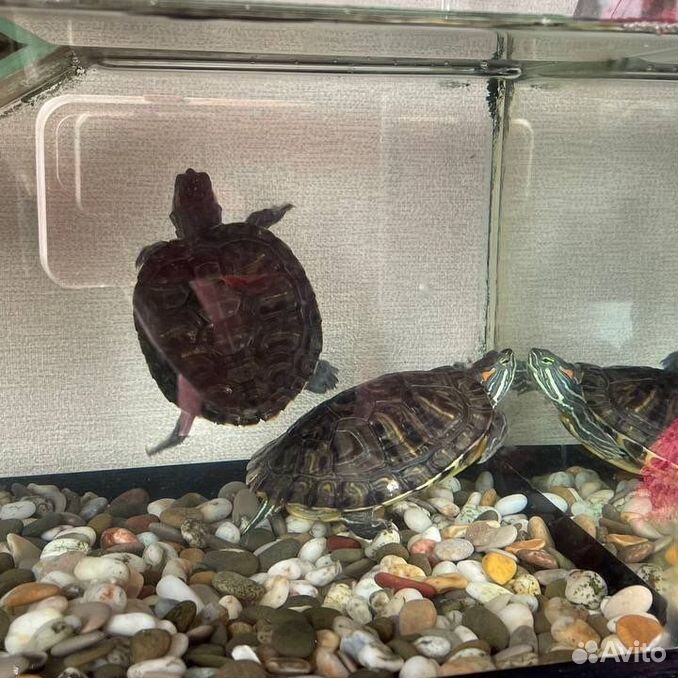 Черепашки красноухие