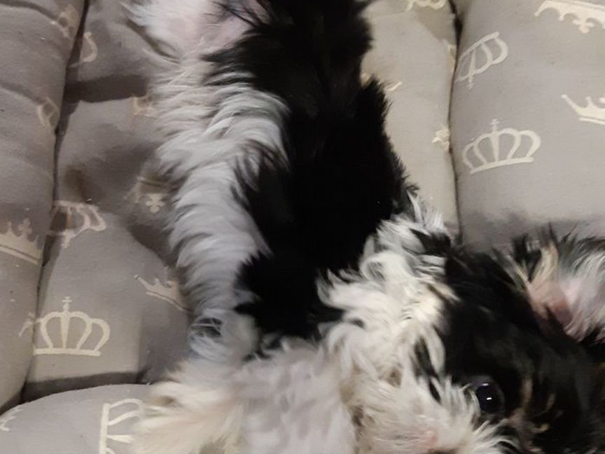 Йекширский терьер бивер мальчик