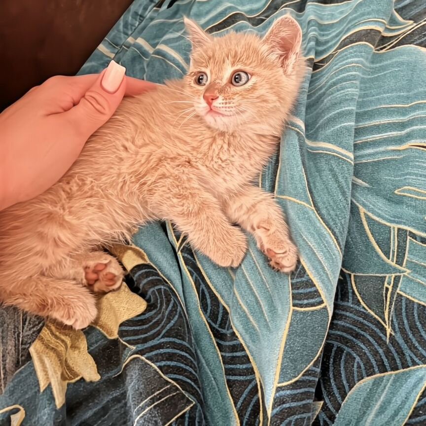 Котёнок в добрые руки