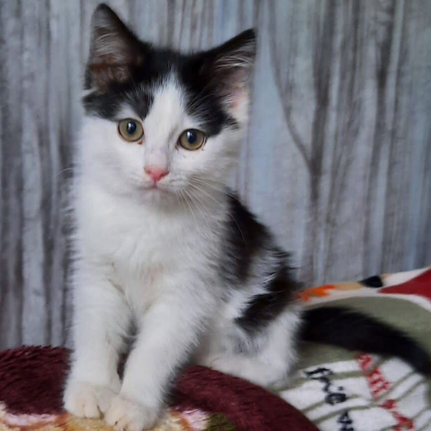 Котенок в добрые руки