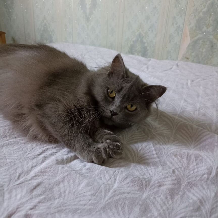 Ласковая кошечка в добрые руки