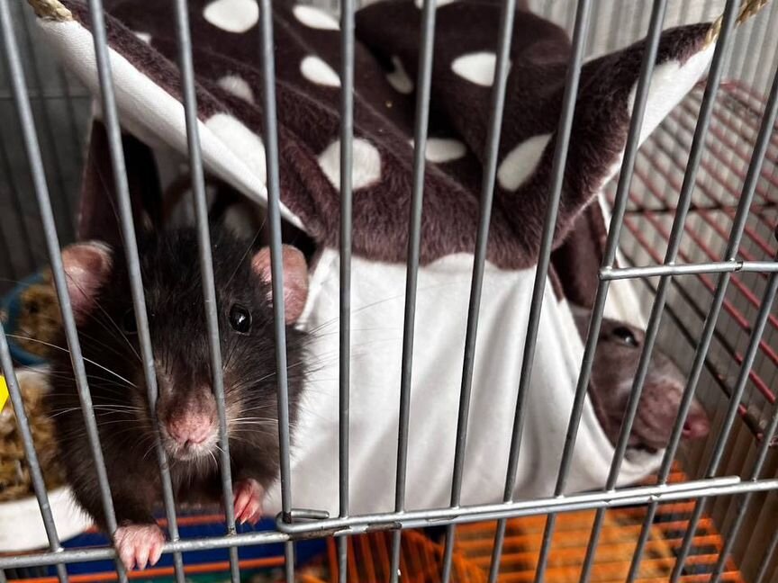 Гамак для крыс, домик для грызунов