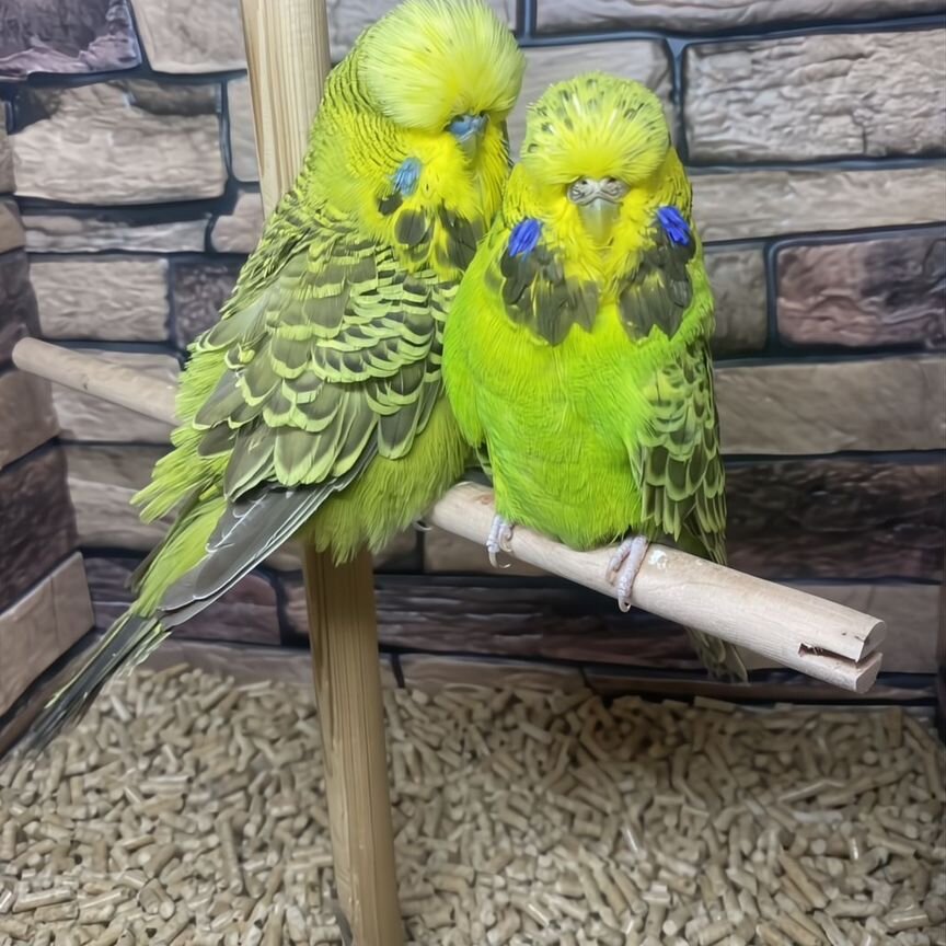 Попугай ввп чех пара