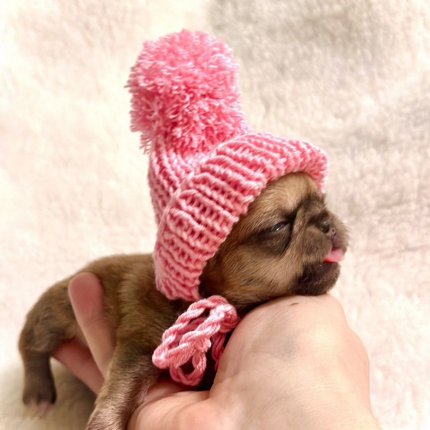 Щенки чихуахуа мини