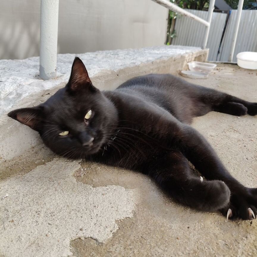 Шикарный кот в добрые руки