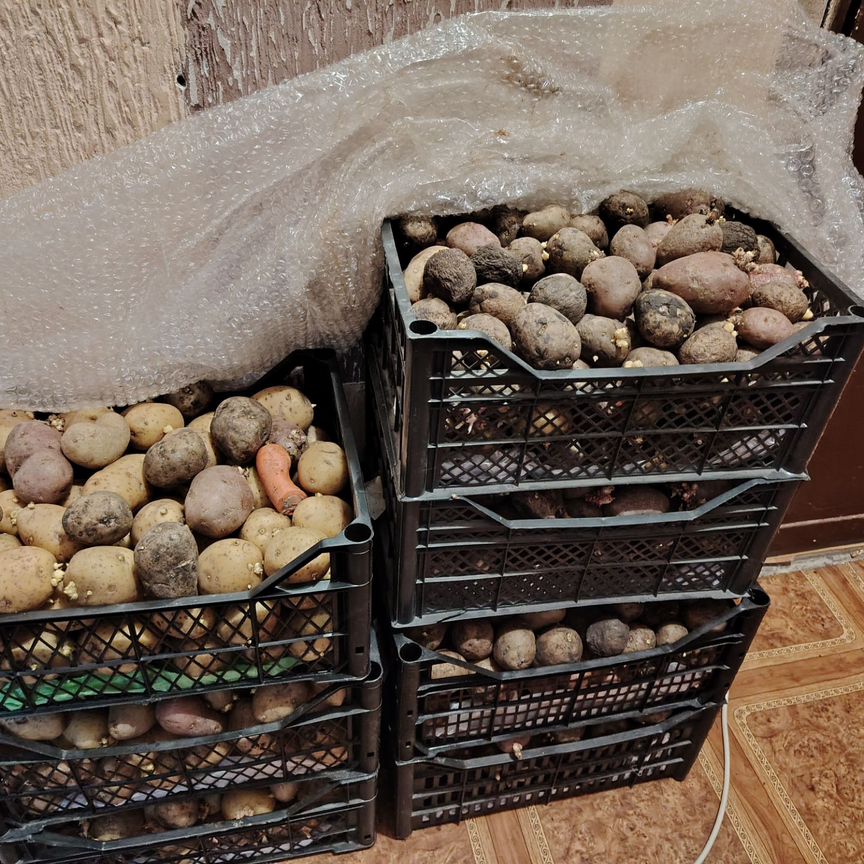 Продам картофель на корм скоту
