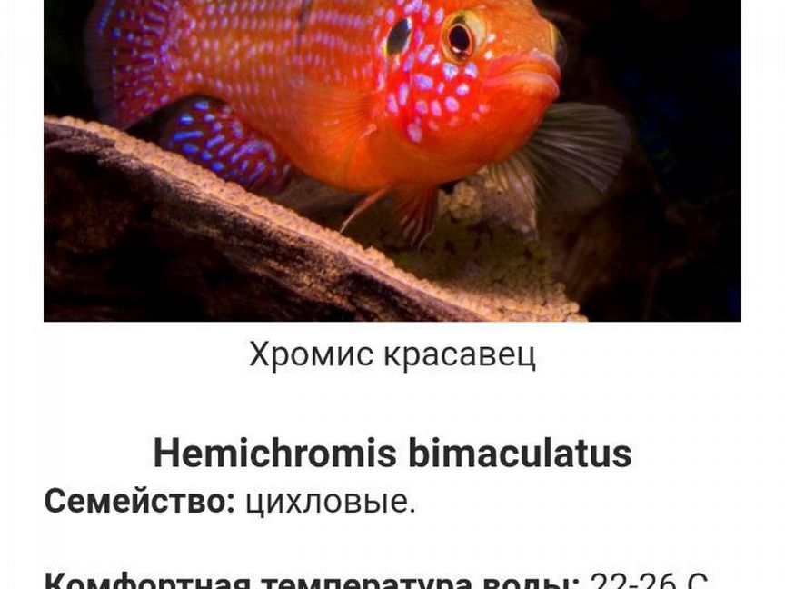 Хромис красавец