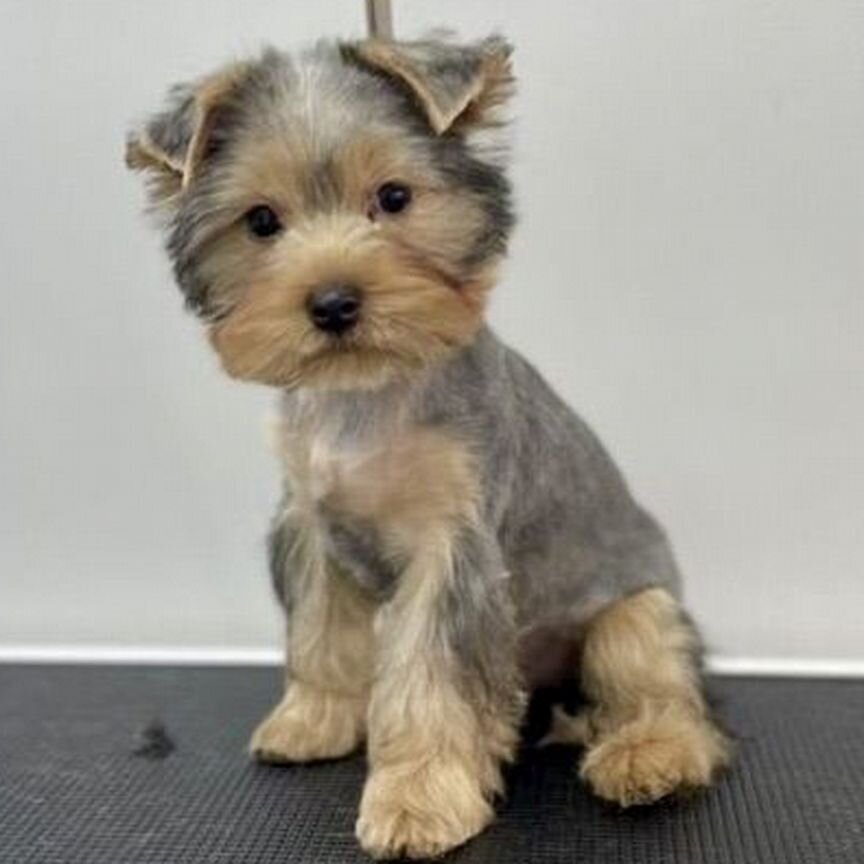 Йоркширский терьер