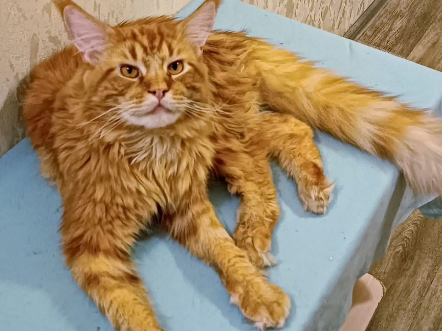 Мейн-кун котик