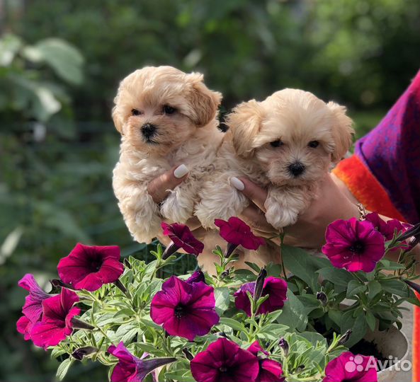 Щенки мальтипу f1 мини