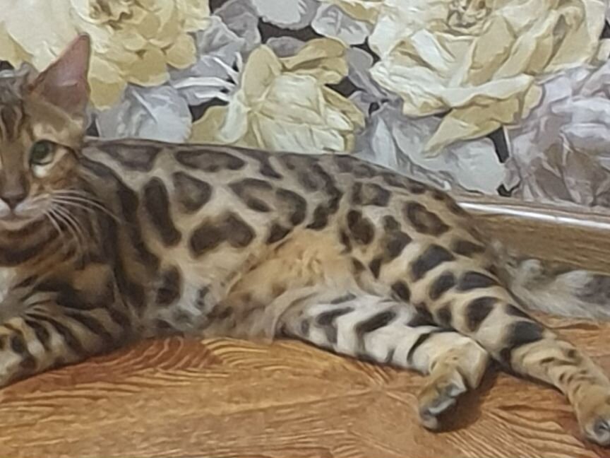 Бенгальская кошка