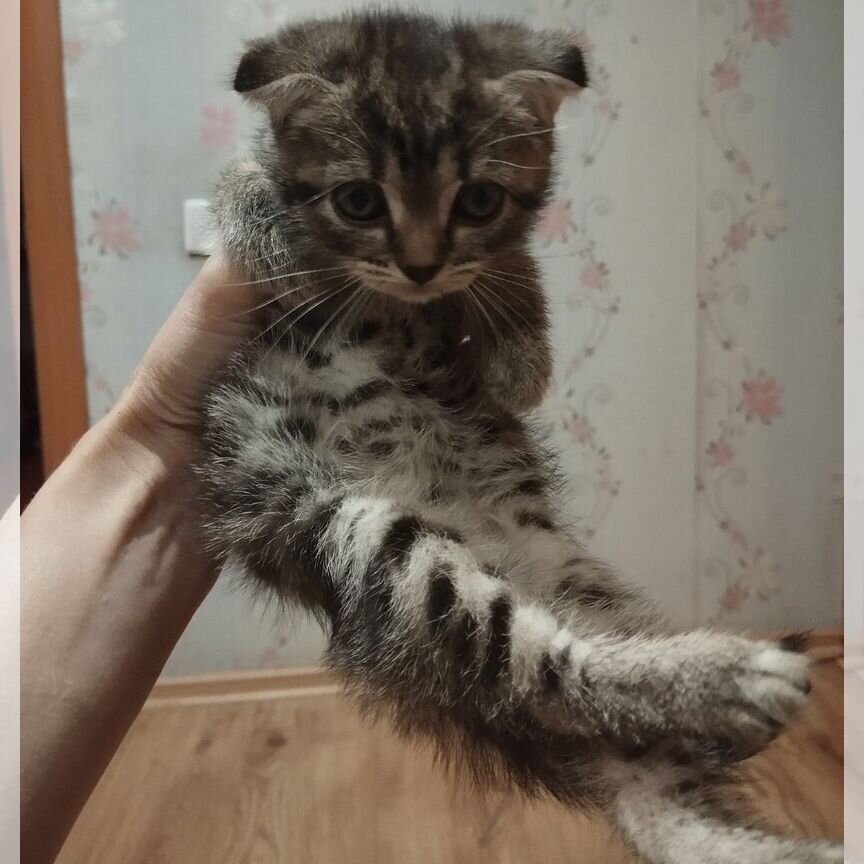 Отдам котят